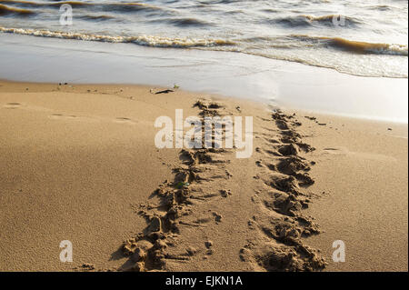 Turtle tracks on the beach, Galibi, Suriname Stock Photo - Alamy