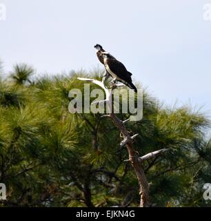 Osprey in tree overlooking water Stock Photo - Alamy