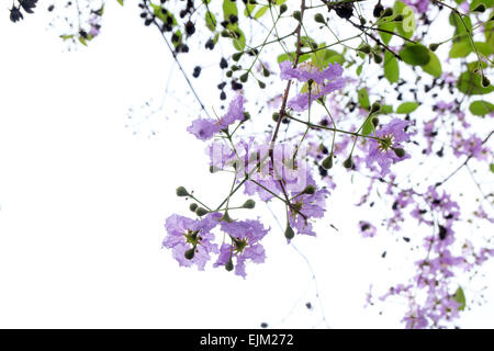 queen flower on tree Stock Photo - Alamy