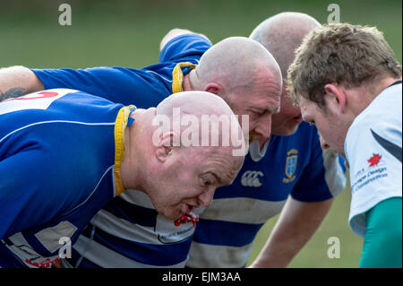 Middle aged male bald rugby players preparing for a scrum Stock Photo ...