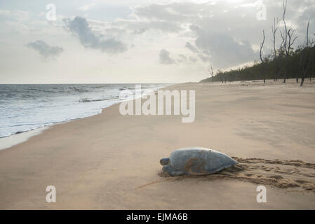 Green turtle returning to the sea after nesting on the beach, Chelonia ...