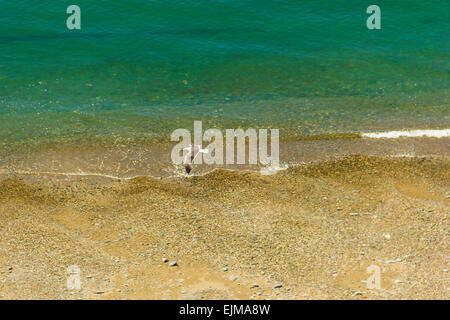 A scenic view of a seagull flying above an ocean in daylight Stock ...