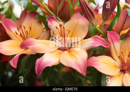 Lilium Heartstrings, Asiatic lily Stock Photo - Alamy