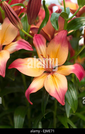 Lilium Heartstrings, Asiatic lily Stock Photo - Alamy