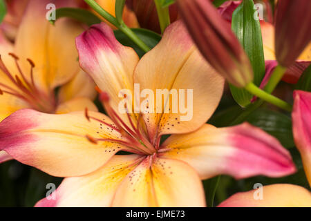 Lilium Heartstrings, Asiatic lily Stock Photo - Alamy