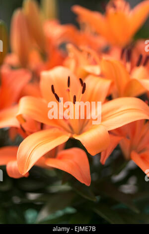 Lilium Orange Matrix, Asiatic lily Stock Photo - Alamy