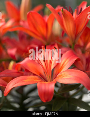 Lilium Matrix, Asiatic lily Stock Photo - Alamy