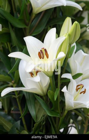 Lilium Bach, white Asiatic lily flower Stock Photo - Alamy