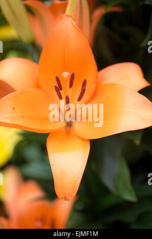 Lilium Honesty, orange hybrid Asiatic lily Stock Photo - Alamy