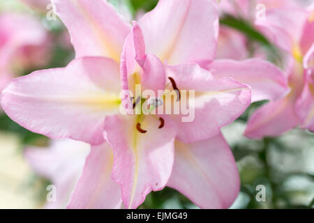 Lilium Sweet Romance, pink Oriental lily flower Stock Photo - Alamy