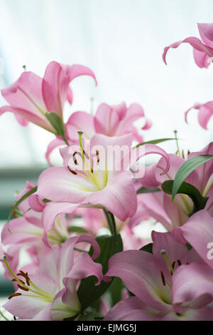 Lilium Master, pink lily flower Stock Photo - Alamy