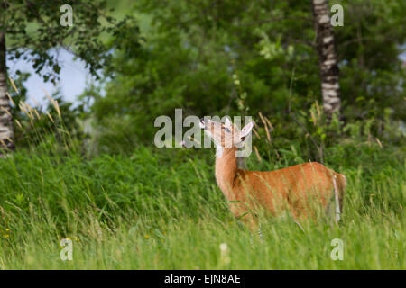 Yearling white-tailed deer bothered by insects Stock Photo - Alamy