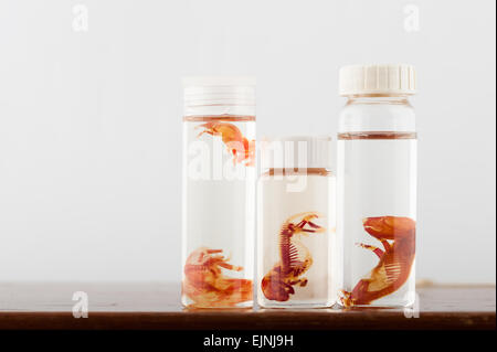 Scientific curiosities preserved rat fetus specimens in specimen jars ...