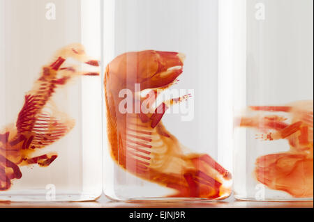 Scientific curiosities preserved rat fetus specimens in specimen jars ...