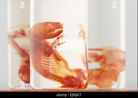 Scientific curiosities preserved rat fetus specimens in specimen jars ...