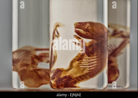 The body of a foetus preserved in formaldehyde Stock Photo - Alamy