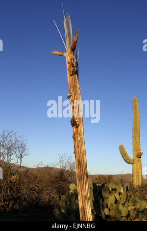 saguaro cactus ribs with a desert background Stock Photo: 21441380 - Alamy