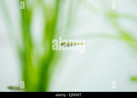 Japanese rice fish (Oryzias latipes) in Japan Stock Photo - Alamy
