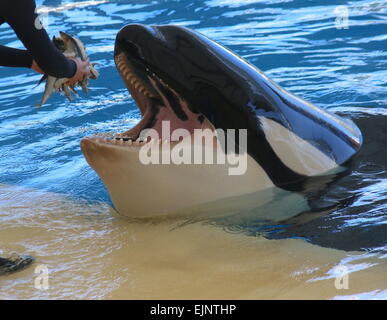 Trainer feeding fish to Killer Whale orcinus orca as reward while Stock ...