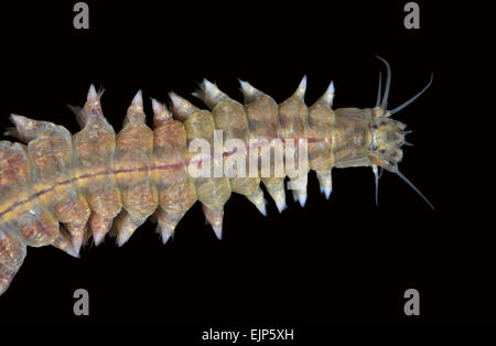 Estuary Ragworm - Hediste diversicolor Stock Photo - Alamy