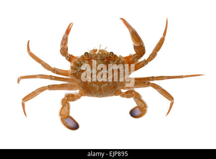 Harbour Crab - Liocarcinus depurator Stock Photo - Alamy