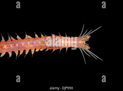 Ragworm (Nereis pelagica). This is a marine polychaete, a class of ...