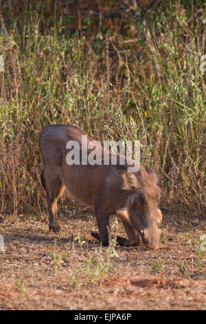 Warthog (Phacochoerus africanus). Feeding technique of head down ...