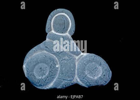 Calcite concretion, "fairy stone" , Quebec, Canada, occur in Quaternary ...