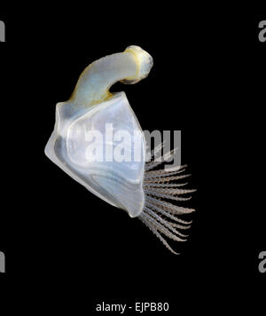 Buoy Barnacle - Dosima fascicularis Stock Photo - Alamy