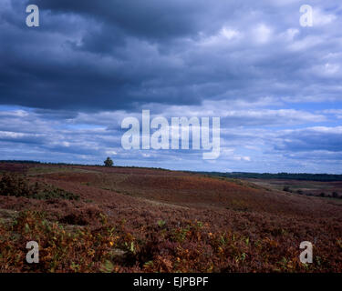 View across sandy heathland Hampton Ridge between Fritham and Frogham ...