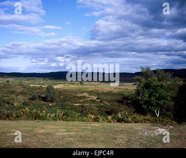 View across sandy heathland Hampton Ridge between Fritham and Frogham ...