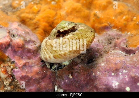 Turban Top Shell - Gibbula magus Stock Photo - Alamy
