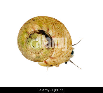 Turban Top Shell - Gibbula magus Stock Photo - Alamy