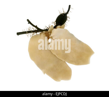 Purse Sponge - Scypha compressa Stock Photo - Alamy