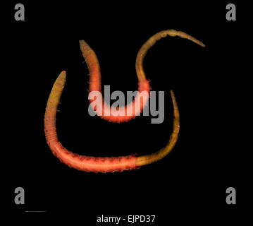 Black Lug - Arenicola defodiens Stock Photo - Alamy