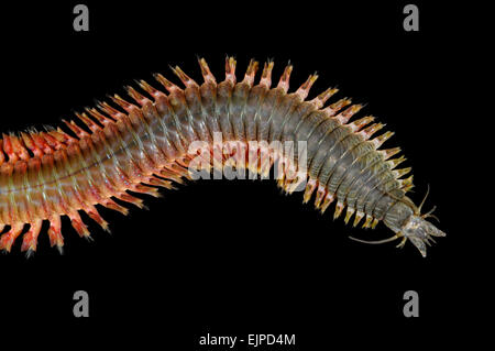King ragworm (Alitta virens). This is a marine polychaete, a class of ...