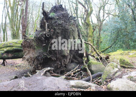 upended tree roots Stock Photo - Alamy