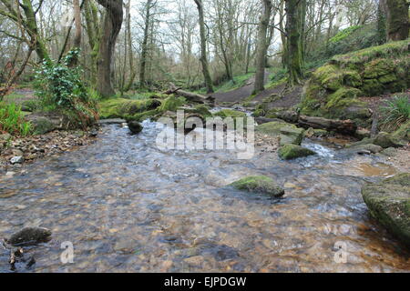 stream in trevaylor woodds cornwall Stock Photo - Alamy