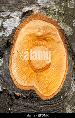 CROSS SECTION OF A BEECH TREE TRUNK SHOWING GROWTH RINGS ALSACE FRANCE ...