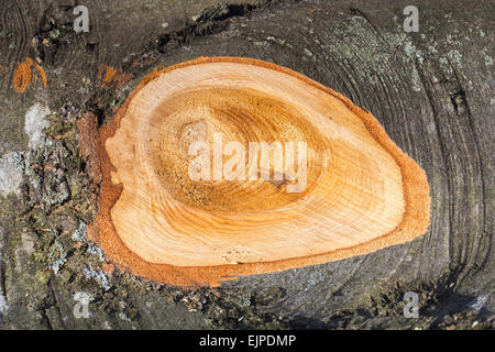 CROSS SECTION OF A BEECH TREE TRUNK SHOWING GROWTH RINGS ALSACE FRANCE ...