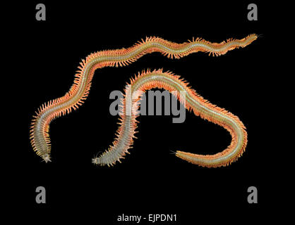 King Rag - Alitta virens Stock Photo - Alamy