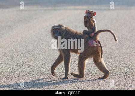 Olive baboon (Papio anubis) two adults stealing food from trucks along ...