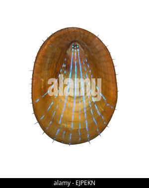 Blue Rayed Limpet Stock Photo - Alamy