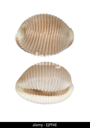 Arctic cowrie (Trivia arctica) shell on beach Stock Photo - Alamy