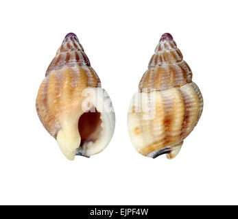 Thick lipped dog whelk Hinia incrassata Nassariidae in a rockpool UK ...