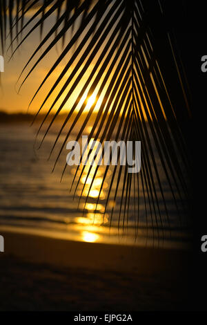 Puerto Rico, palm leaf Stock Photo - Alamy