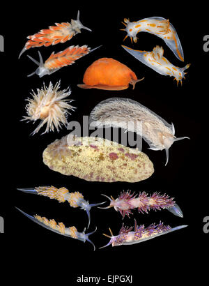 British Sea Slugs Stock Photo - Alamy