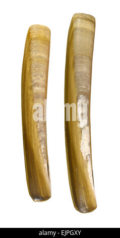 Razorshell Ensis arcuatus Stock Photo - Alamy