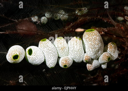 Tropical Colonial Ascidians Stock Photo - Alamy