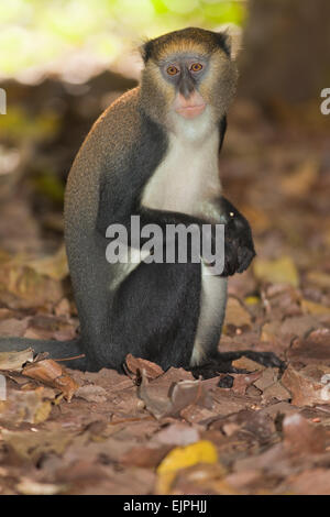 monkey facing sideways Stock Photo - Alamy